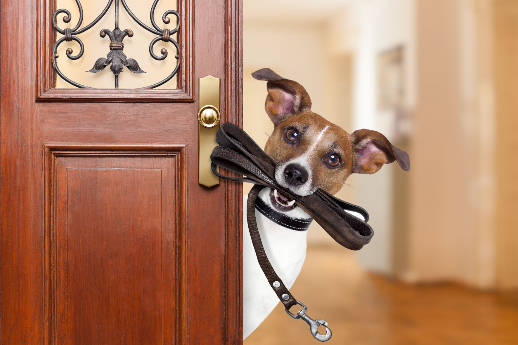 Essential Dog Leashes: Your Guide to Pet Safety - BarksToShop