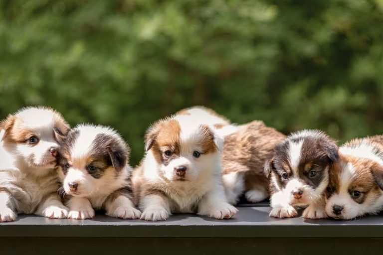 Master Puppy Training: Unlock the Secrets to Success - BarksToShop
