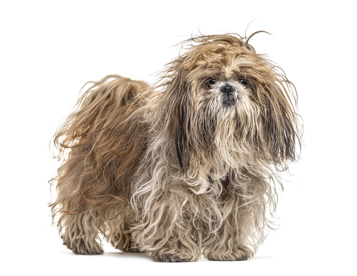 Dog Grooming for Busy Pet Parents - BarksToShop
