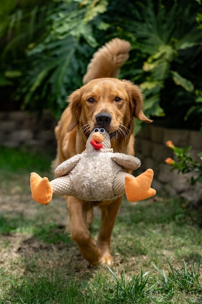 Best Dog Toys on Amazon: Top 10 Picks - BarksToShop