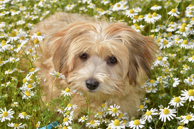 Discover the Top Ten Dog Breeds for Senior Companions - BarksToShop