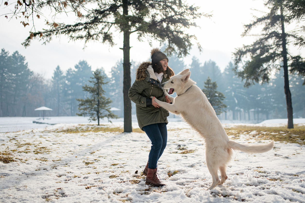 Crate Training Your Dog - BarksToShop