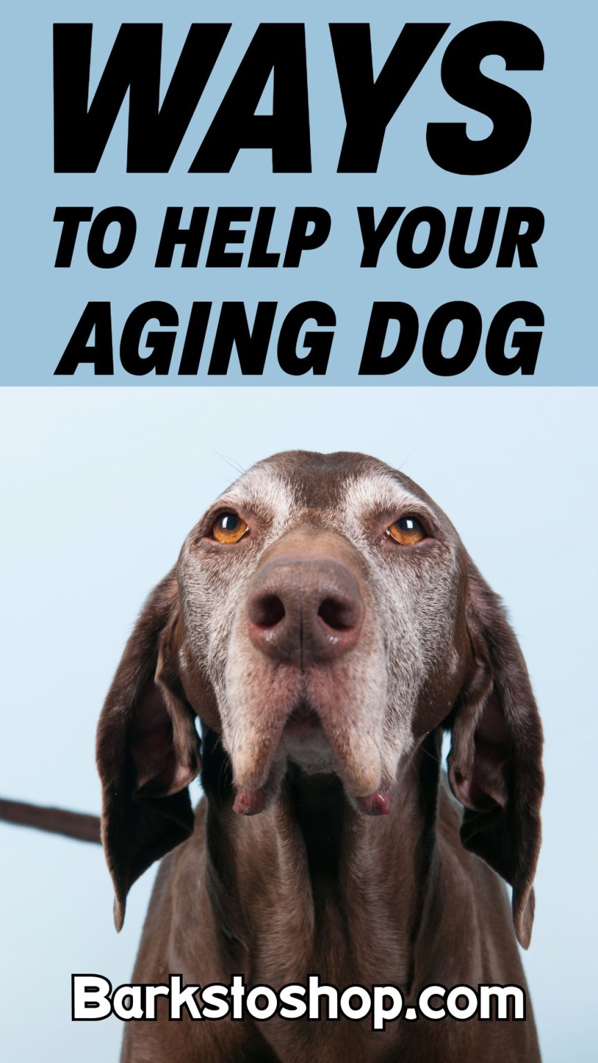 Signs to Look for in an Aging Dog: Don't Ignore These - BarksToShop