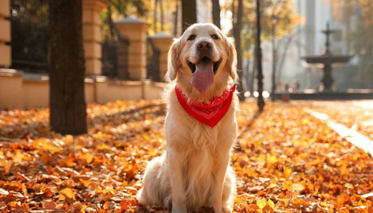 Discover the Top 10 Most Friendly Dogs for Families Today - BarksToShop