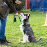 Mastering the Art of Training Your Dog - BarksToShop