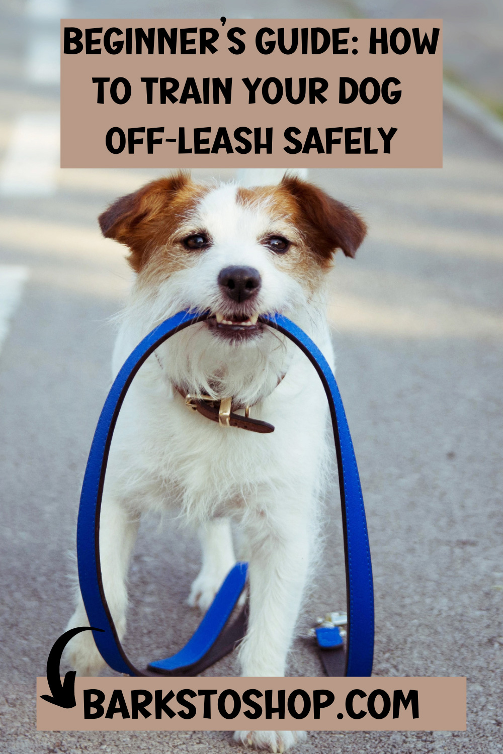 Beginner's Guide: How to Train Your Dog Off-Leash Safely - BarksToShop