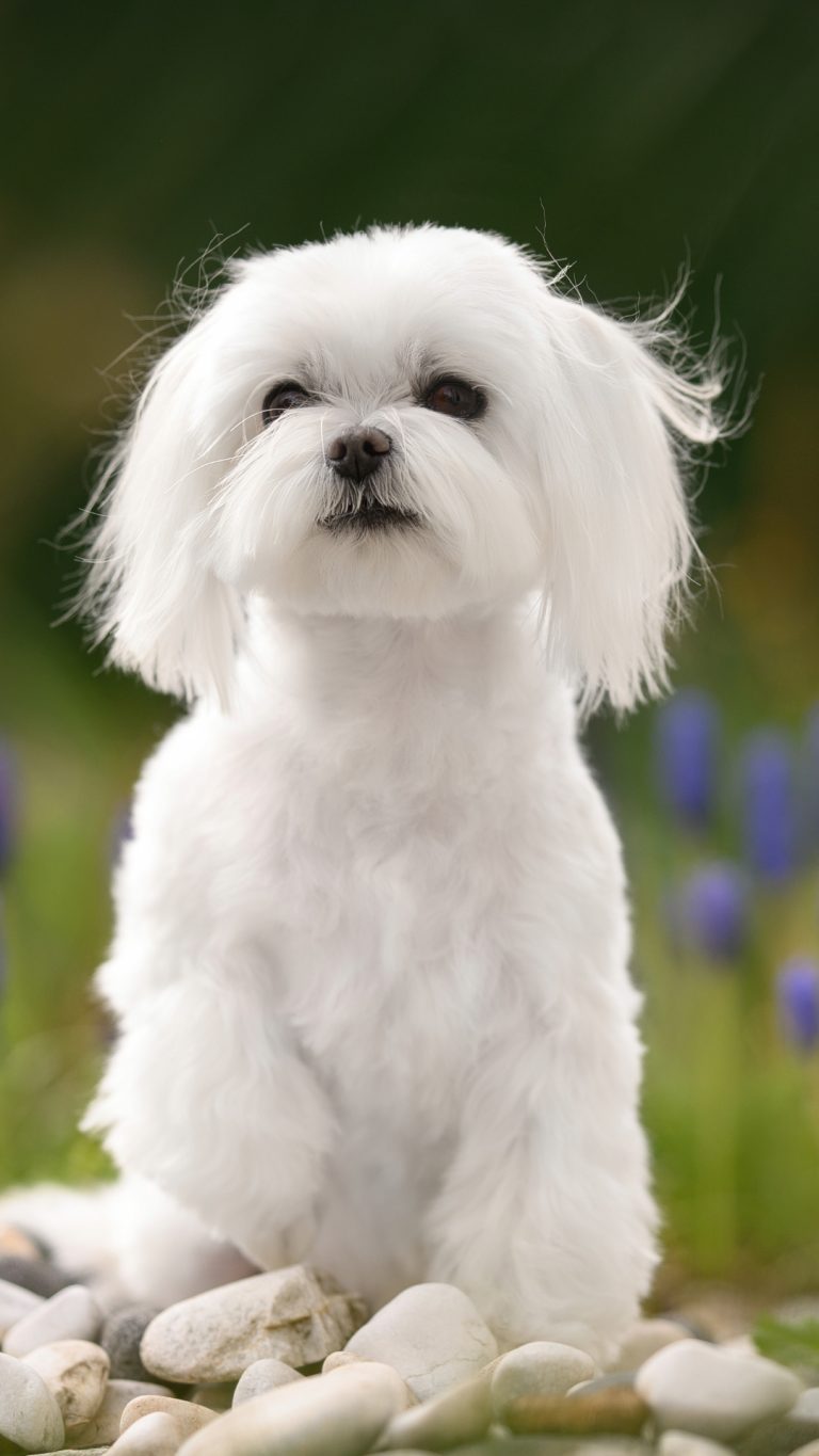 Longest Living Dog Breeds: Top 15 List - BarksToShop