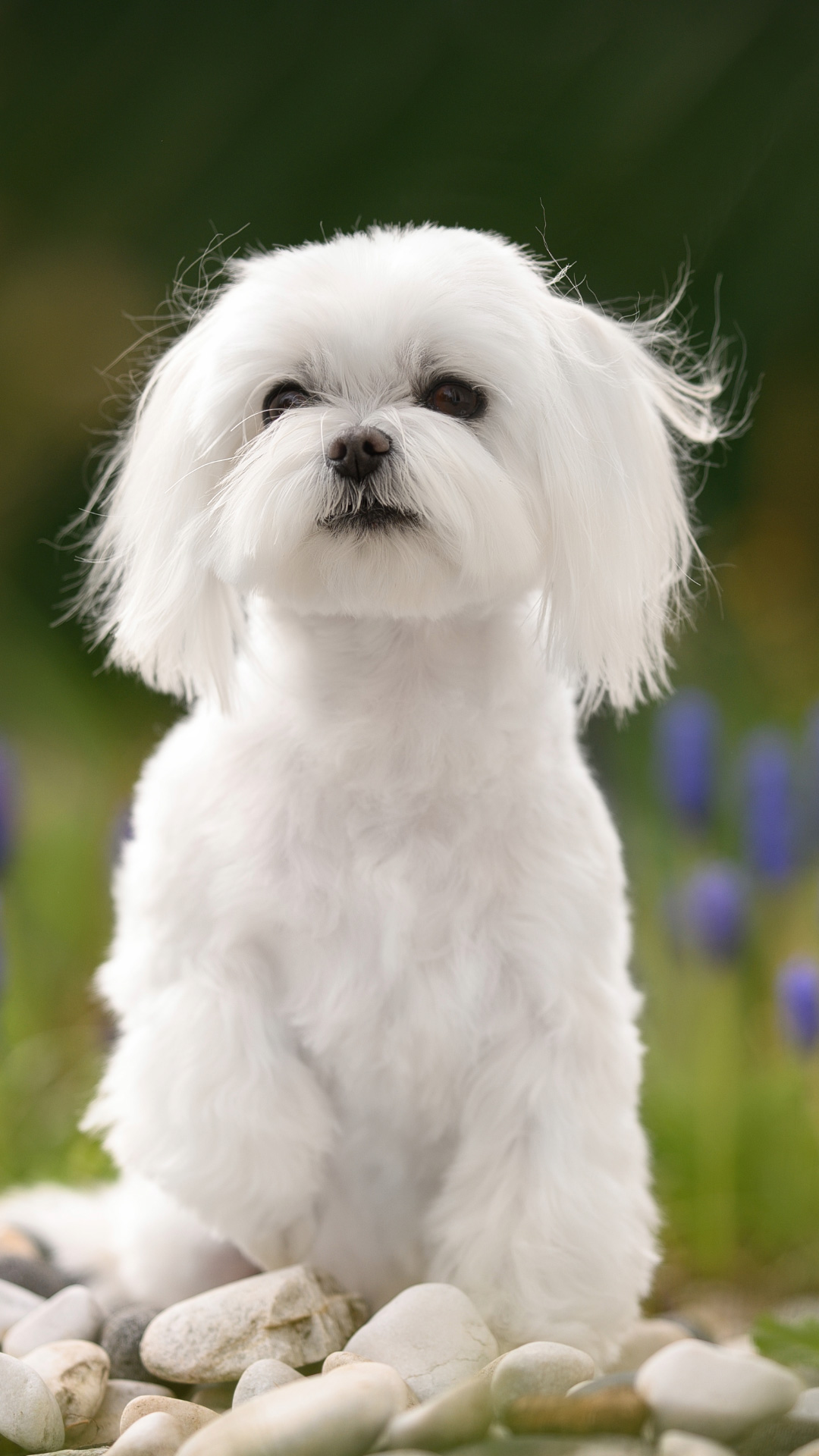 Longest Living Dog Breeds: Top 15 List - BarksToShop