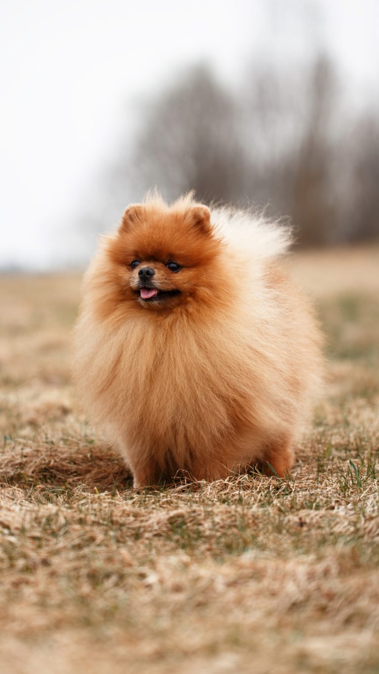 Longest Living Dog Breeds: Top 15 List - BarksToShop